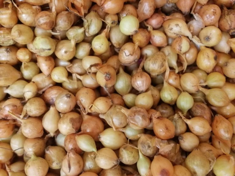 Cibuľa sadzačka Štuttgartská 250 g - Záhradkársky obchod - Sadzačka ...